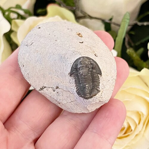 Trilobite Fossil in Nodule Morocco Cast and Mold Fossil - Etsy