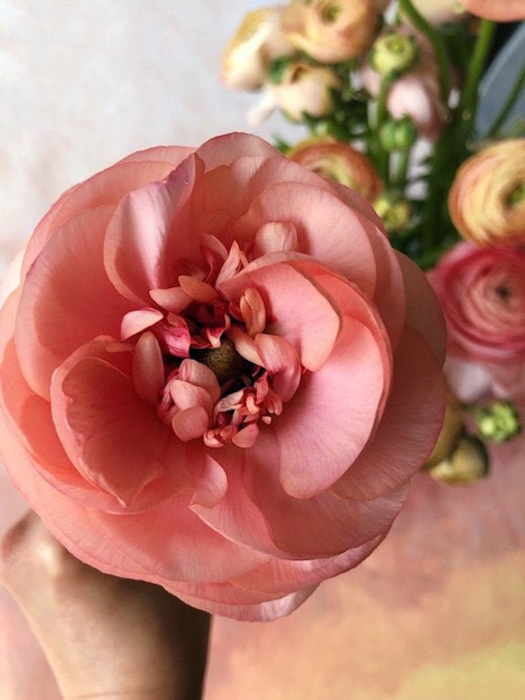 Coral Ranunculus Print - Etsy