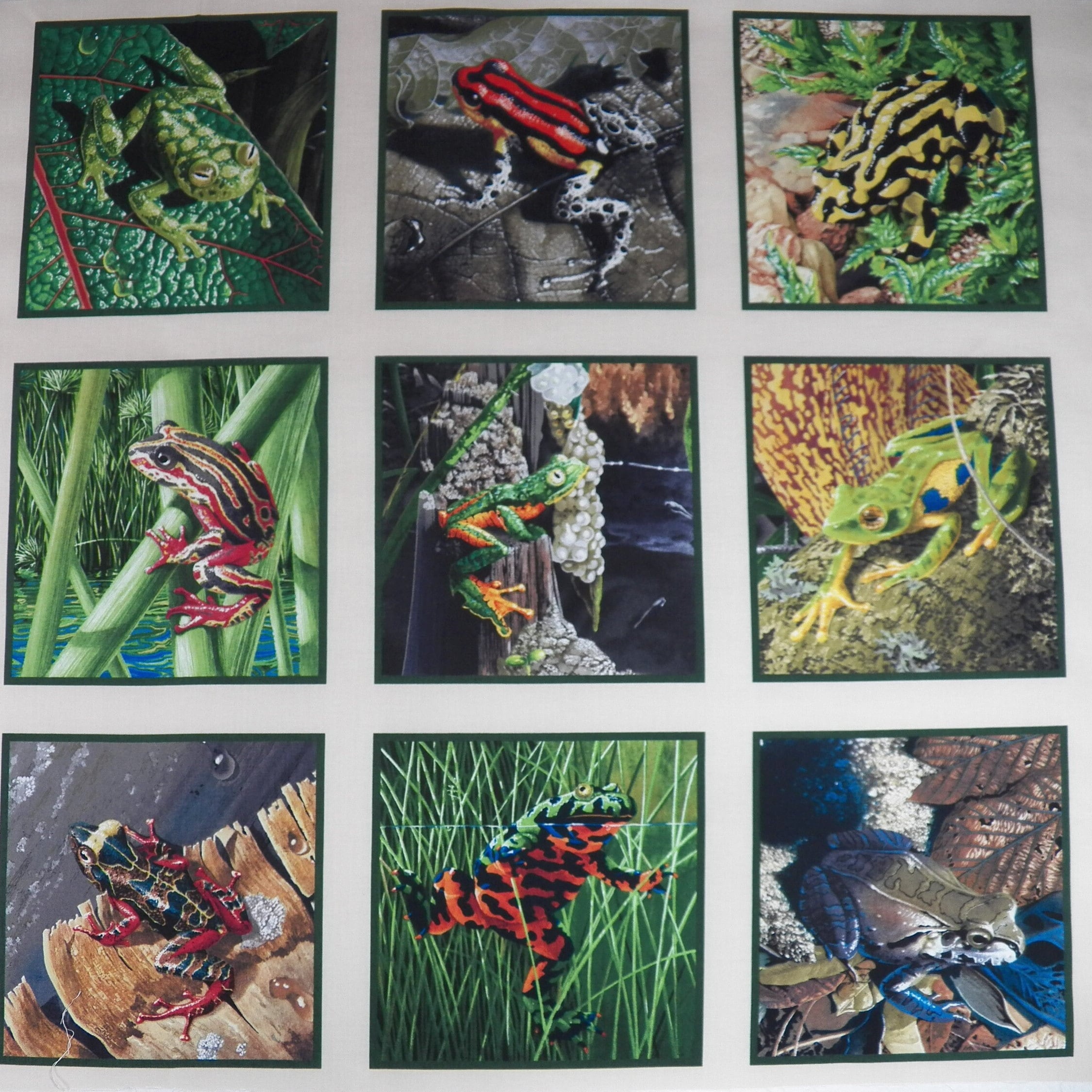 Fabric Panel of 15 Different Colorful Frogs in Nature, Carol Pieter ...