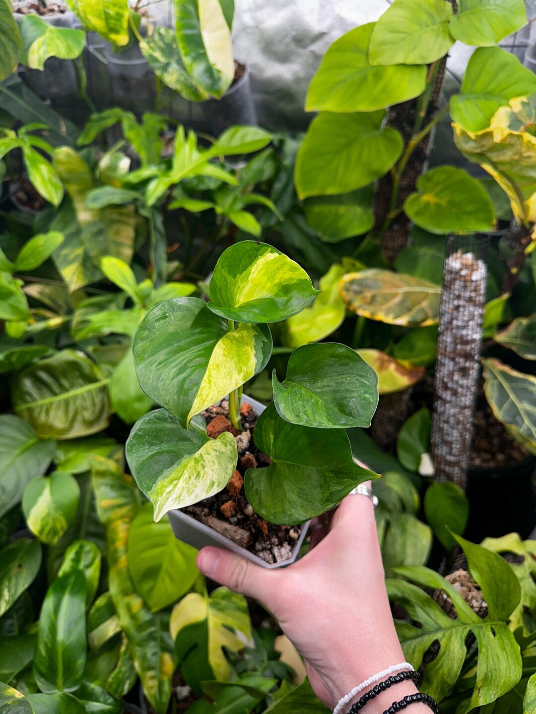 Mutant Manjula Pothos - Etsy