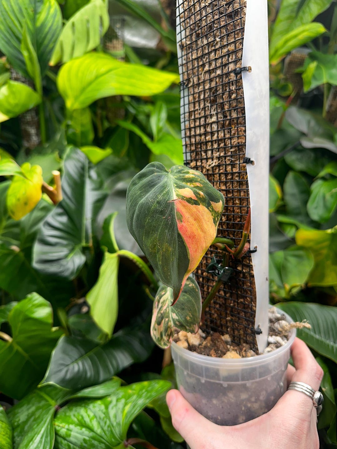 Philodendron Variegated Micans Plant | Pink - Etsy