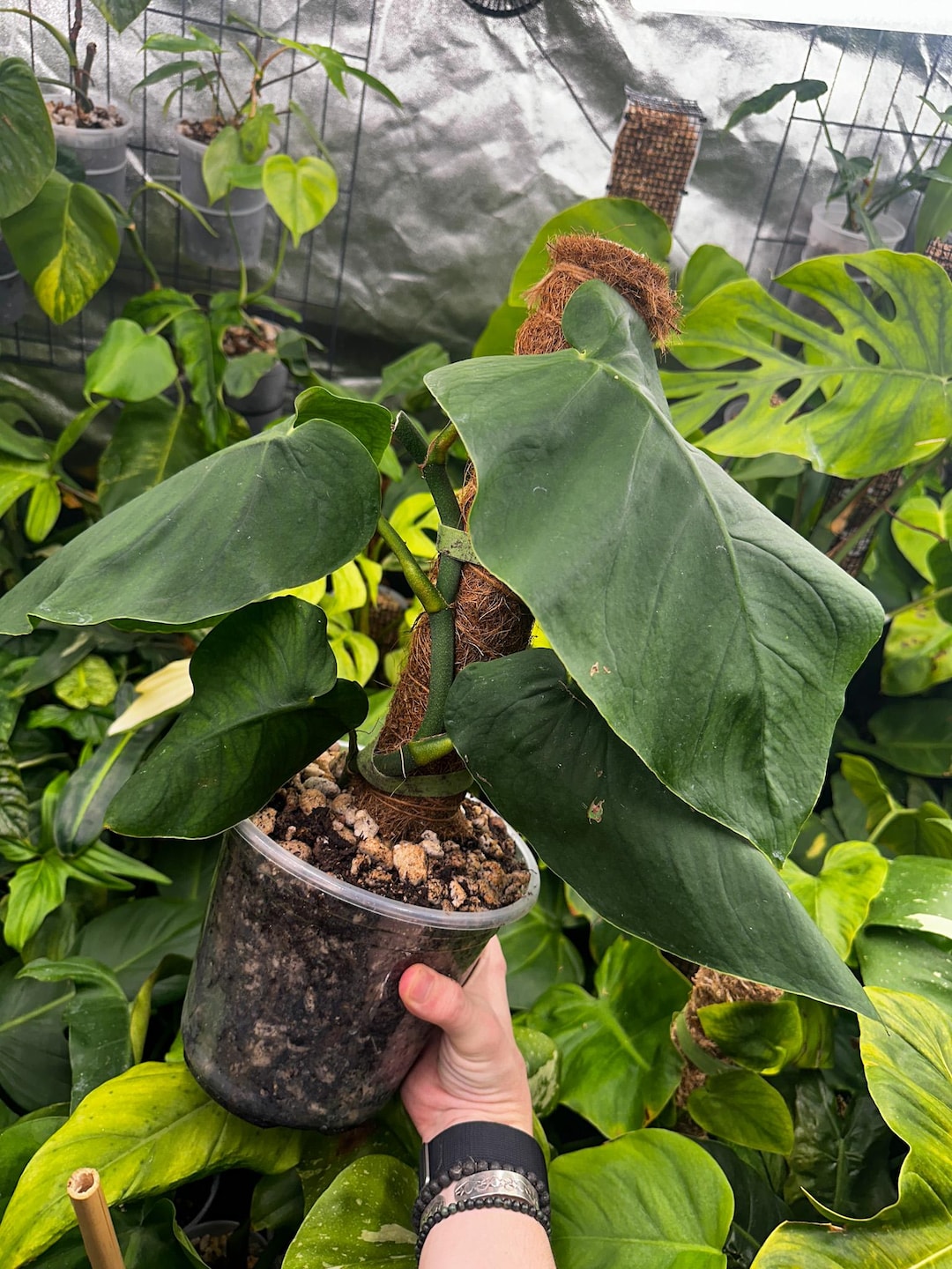 Monstera Dubia Mature Size - Green Form - Etsy