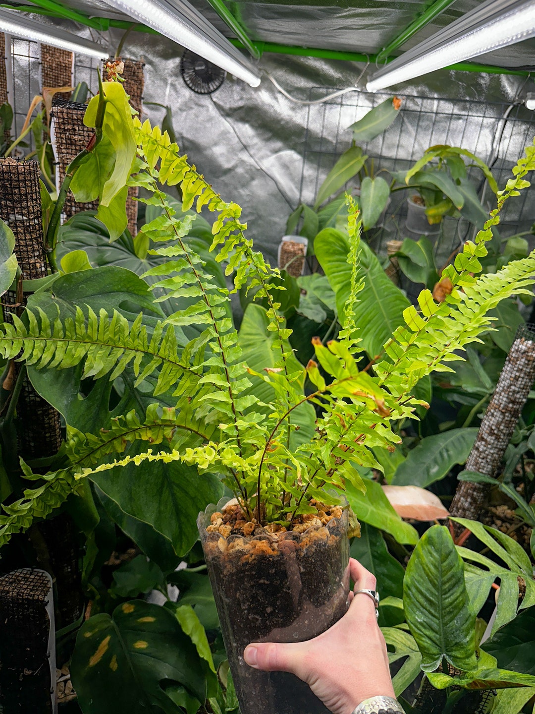 Nephrolepis Exaltata 'tiger Fern' variegated Boston Fern - Etsy