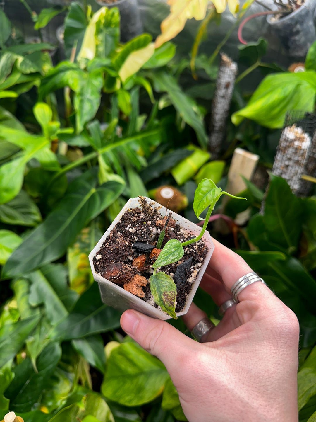 Epipremnum Pinnatum cebu Blue Ghost Variegated - Etsy