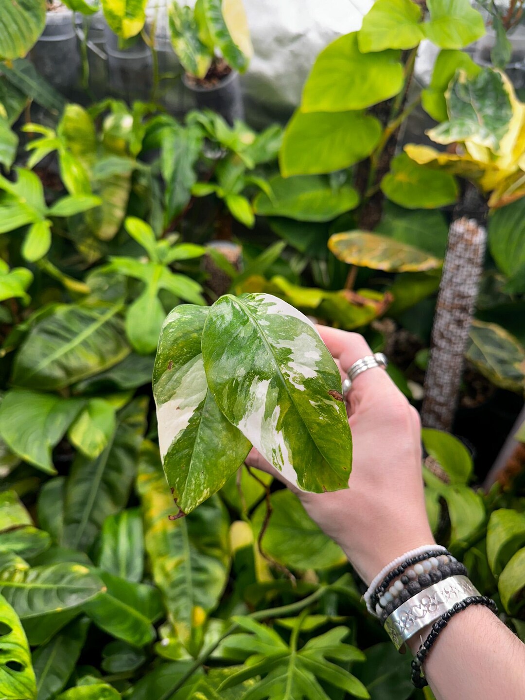 Epipremnum Pinnatum Albo - Etsy