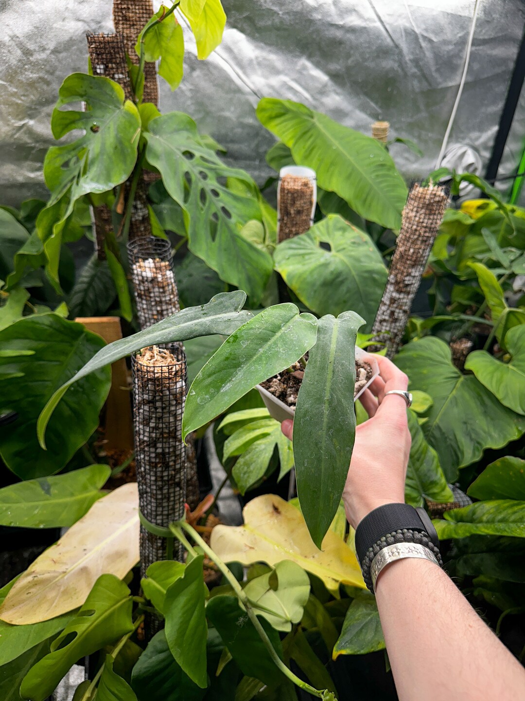 Philodendron Jerry Horne, Rare Philodendron - Etsy