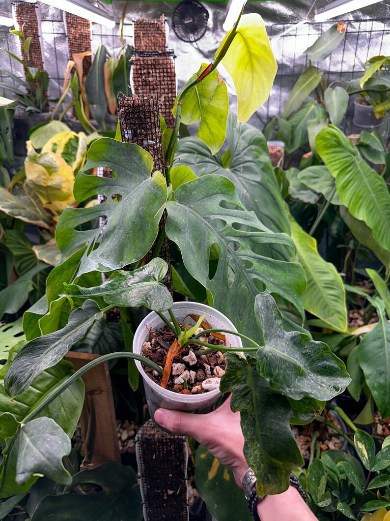 Philodendron Mottled Dragon Mutated - Etsy