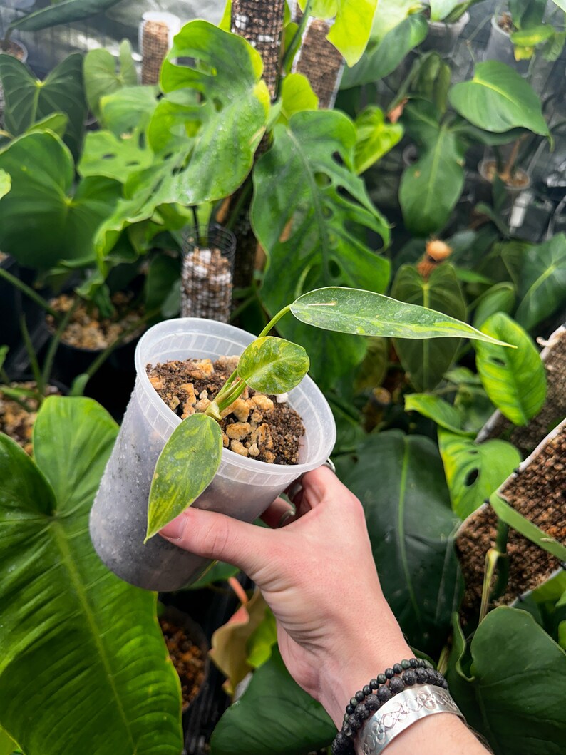 Philodendron Green Congo Nuclear - Etsy