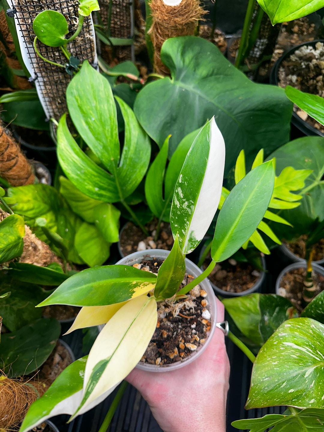 Variegated Philodendron Wend-imbe - Etsy