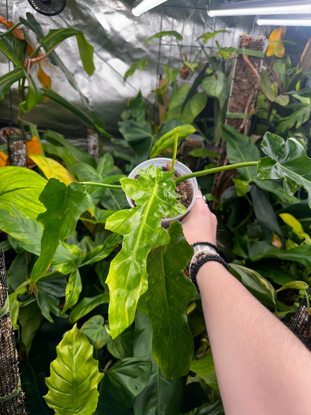 Philodendron Bob Cee Variegated - Etsy