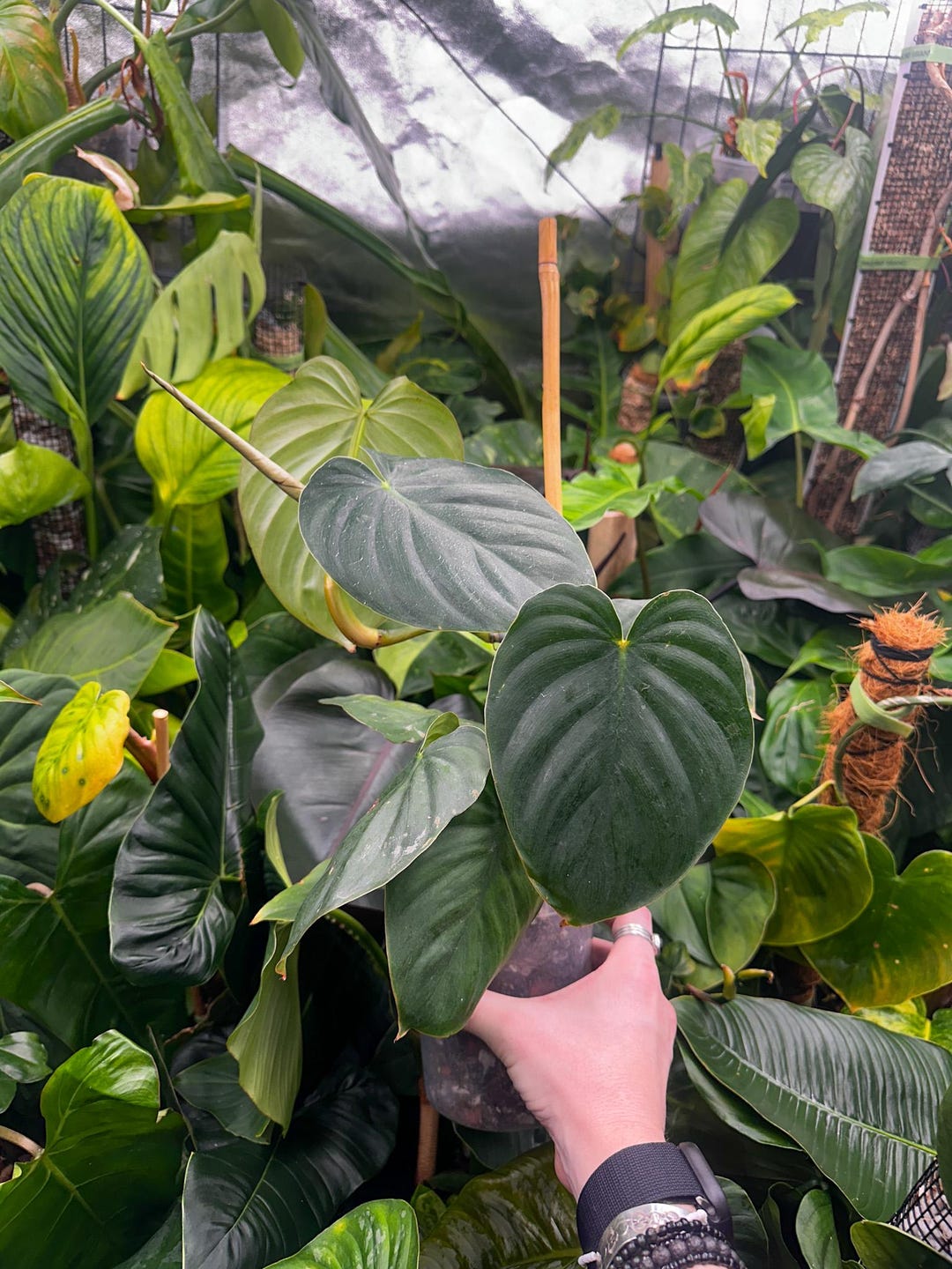 Philodendron Sodiroi Aff X Philodendron Verrucosum 2 X Philodendron Spiritus Santi - Etsy