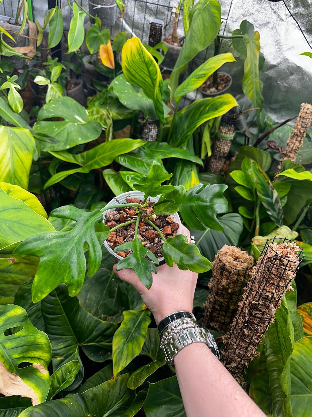 Hybrid Philodendron Mayoi Wild Form X Spiritus Sancti - Etsy