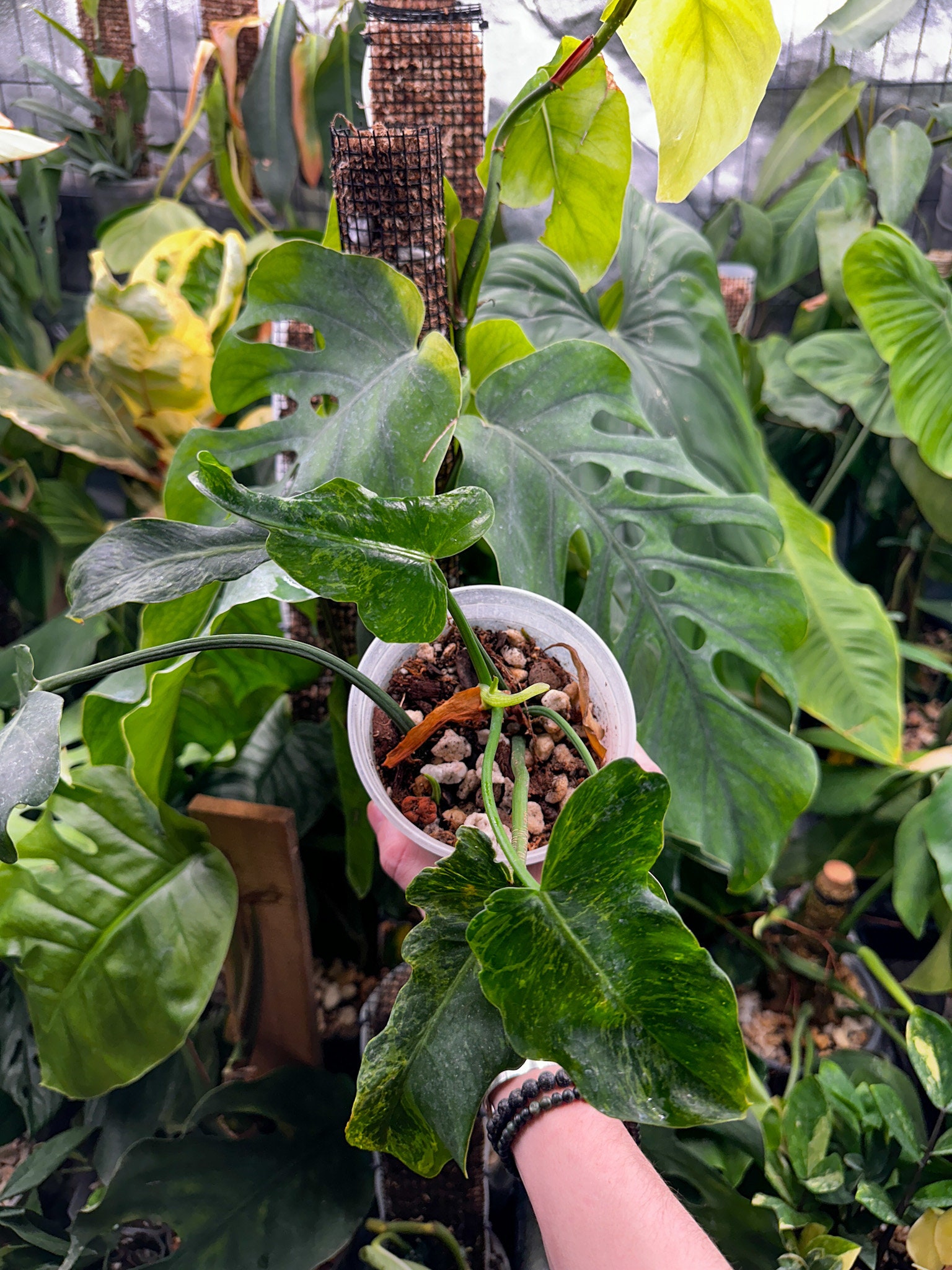 Philodendron Mottled Dragon Mutated - Etsy