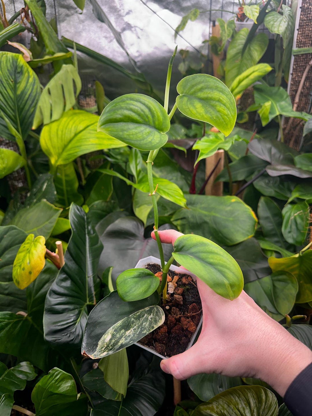 Scindapsus Jade- Mint Variegated Revert - Etsy