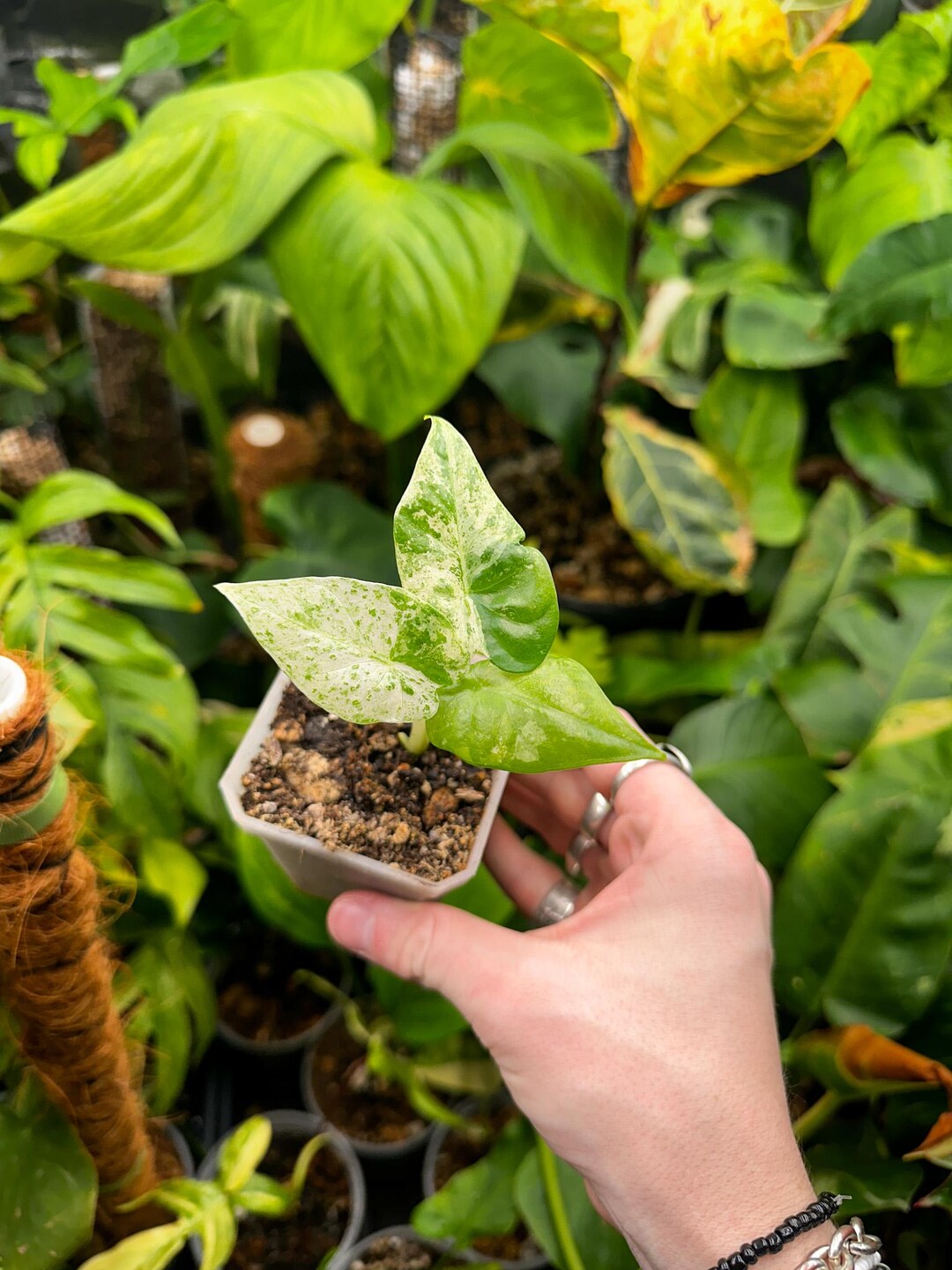 Alocasia Odora Batik Blizzard White Variegated - Etsy