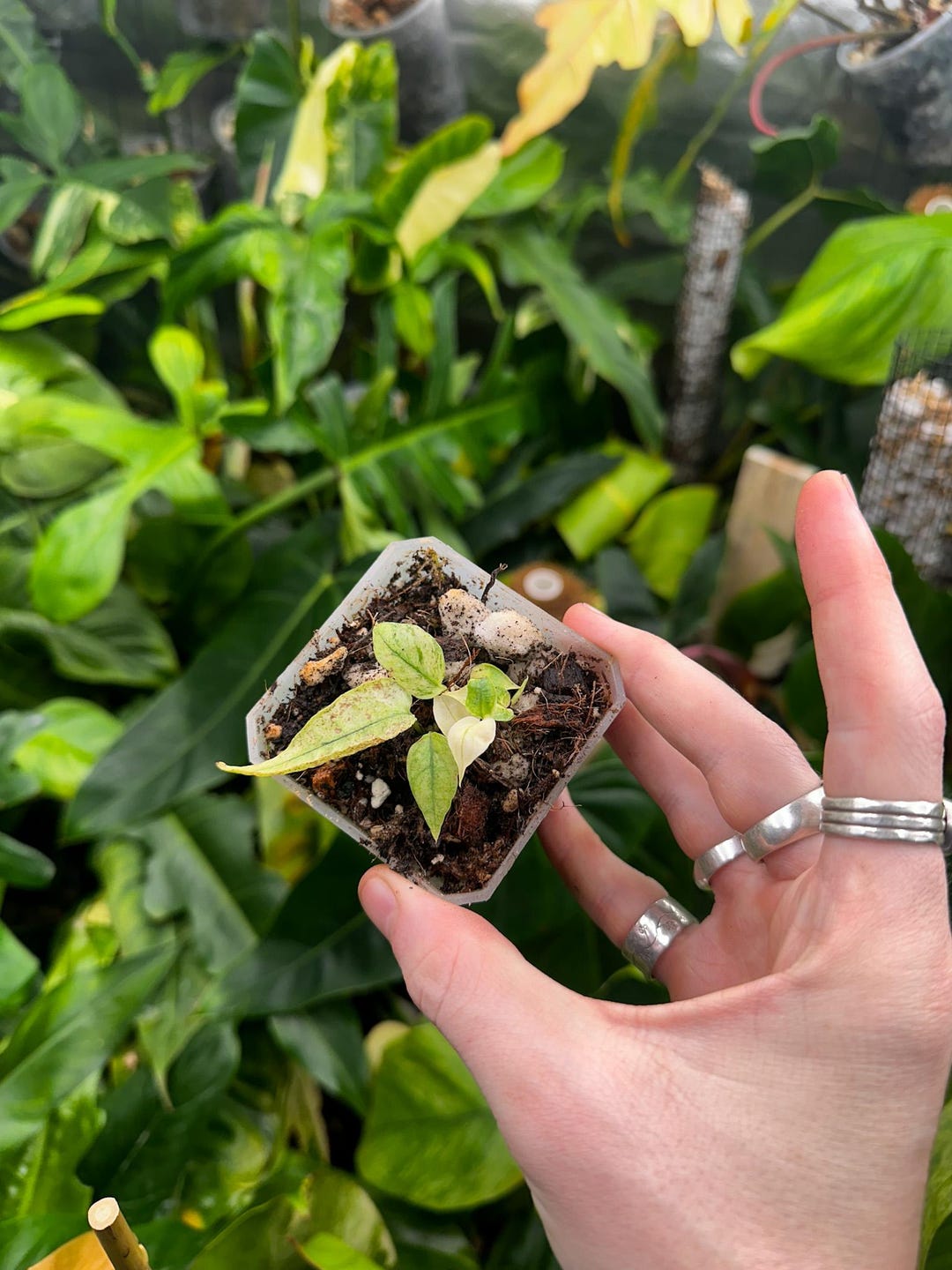 Epipremnum Pinnatum cebu Blue Ghost Variegated - Etsy