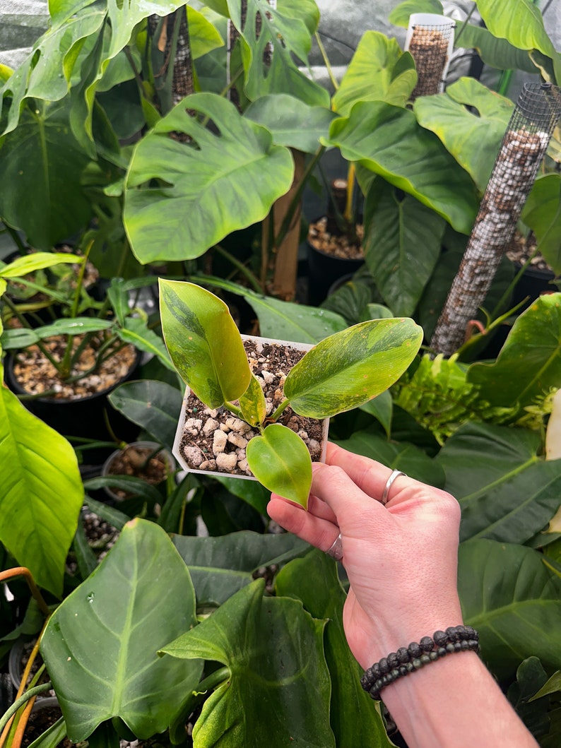 Philodendron Green Congo Nuclear - Etsy