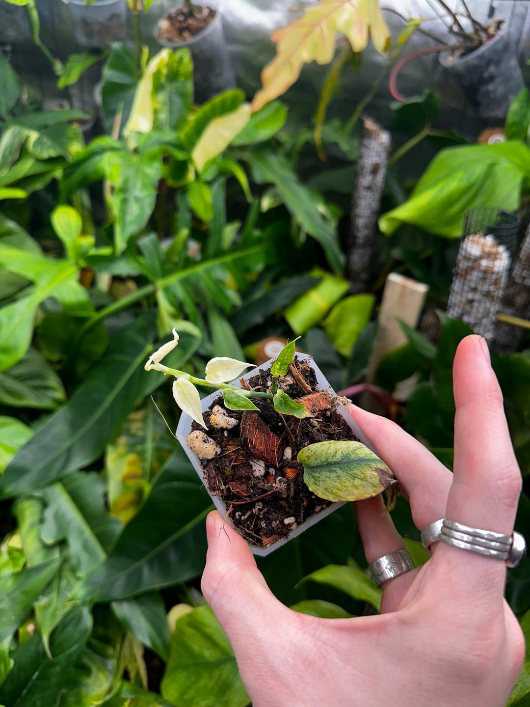 Epipremnum Pinnatum cebu Blue Ghost Variegated - Etsy