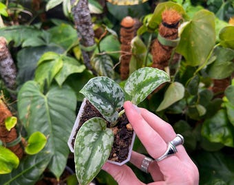 Silver Lady Pothos - Scindapsus Silver Lady - Silver Pothos Plant ...