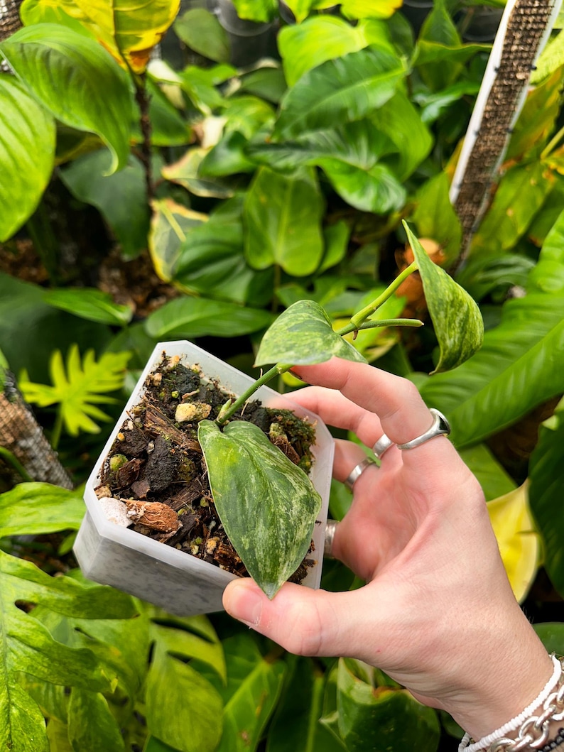 Scindapsus Jade- Mint Variegated Cutting Rooted - Etsy