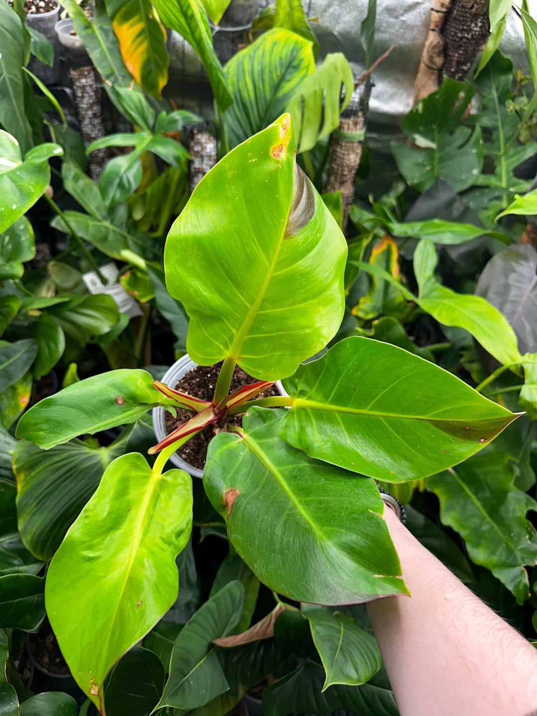 Philodendron Red Moon Yellow Flame Variegated- Variegated - Etsy