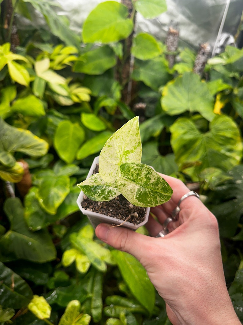 Alocasia Odora Batik Blizzard White Variegated - Etsy