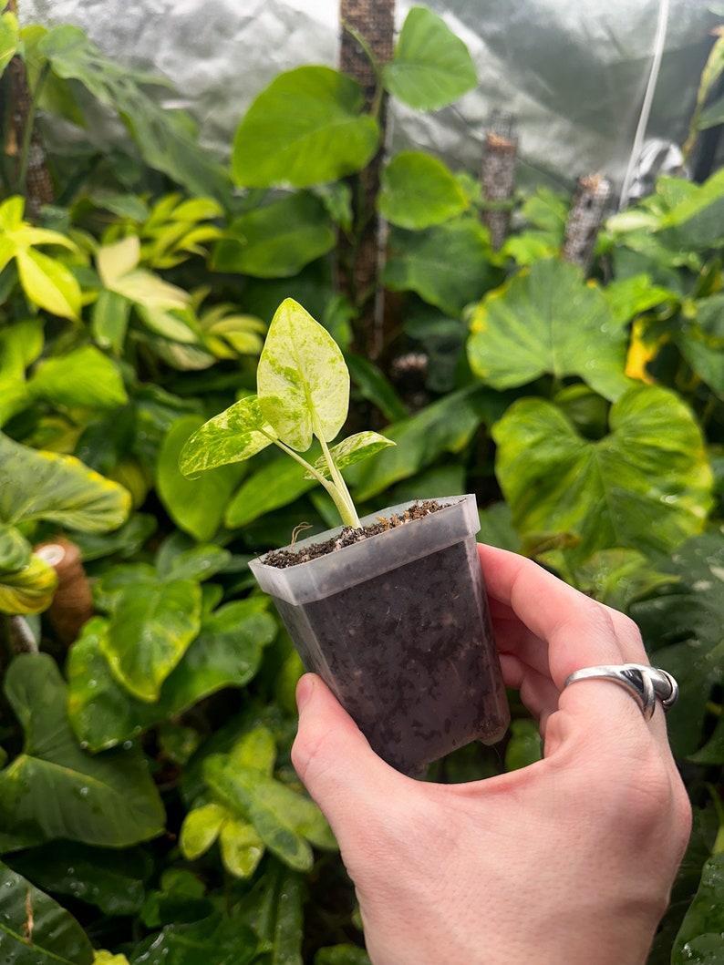 Alocasia Odora Batik Blizzard White Variegated - Etsy