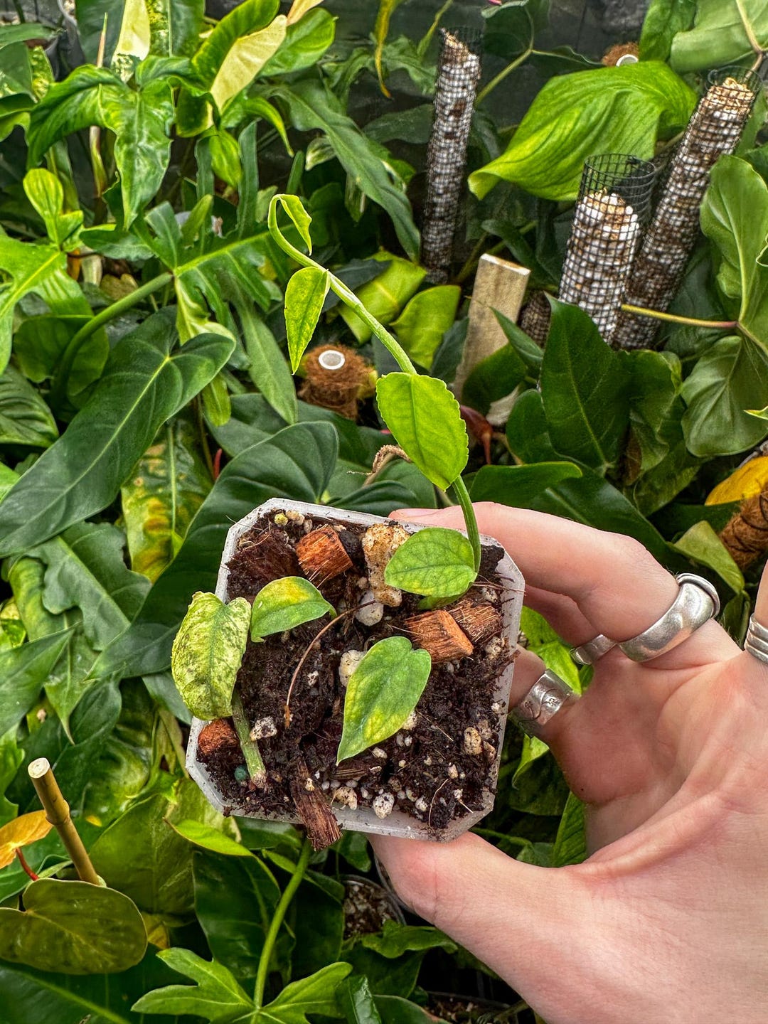 Epipremnum Pinnatum cebu Blue Ghost Variegated - Etsy