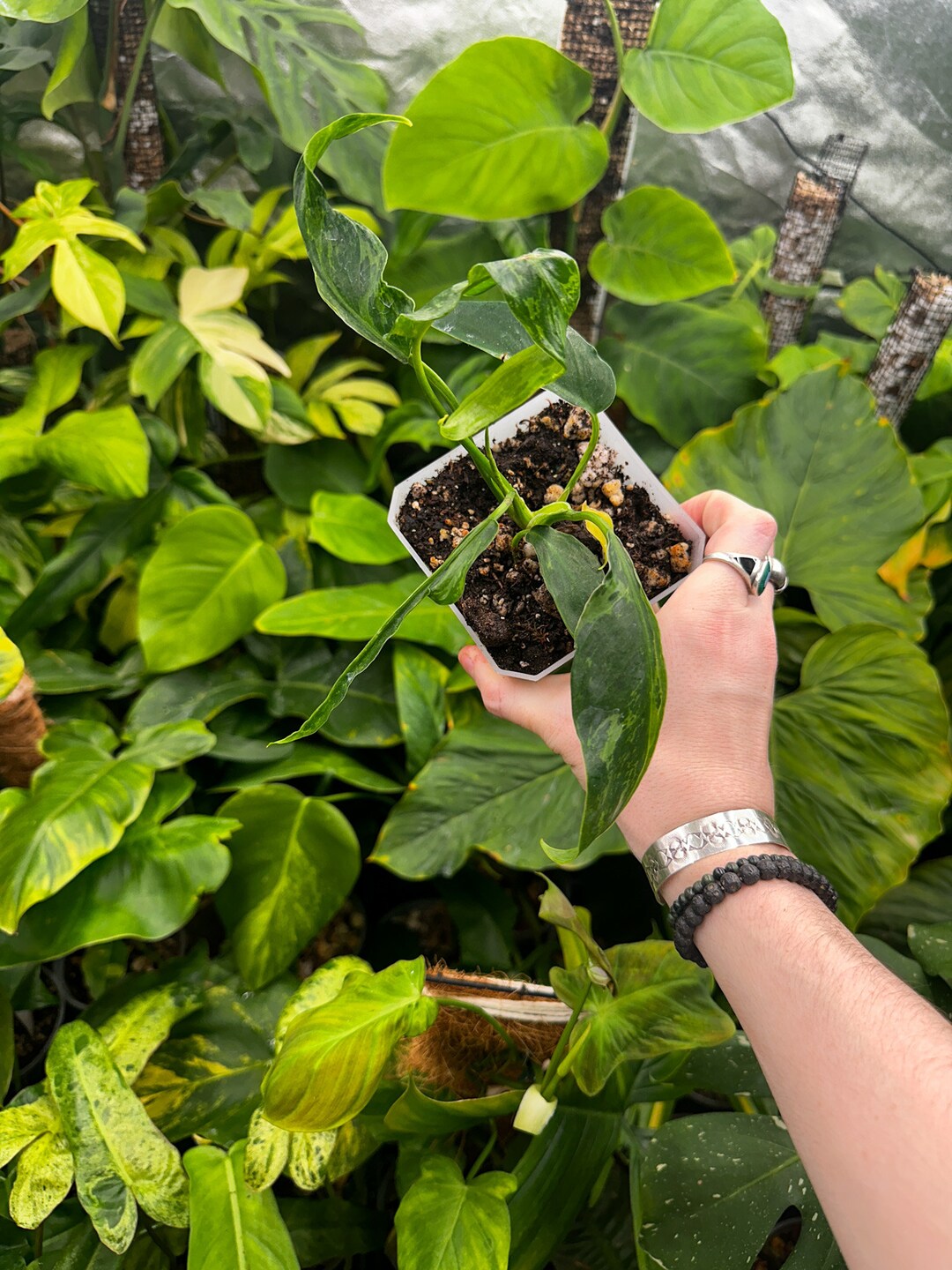 Philodendron Mottled Dragon - Etsy