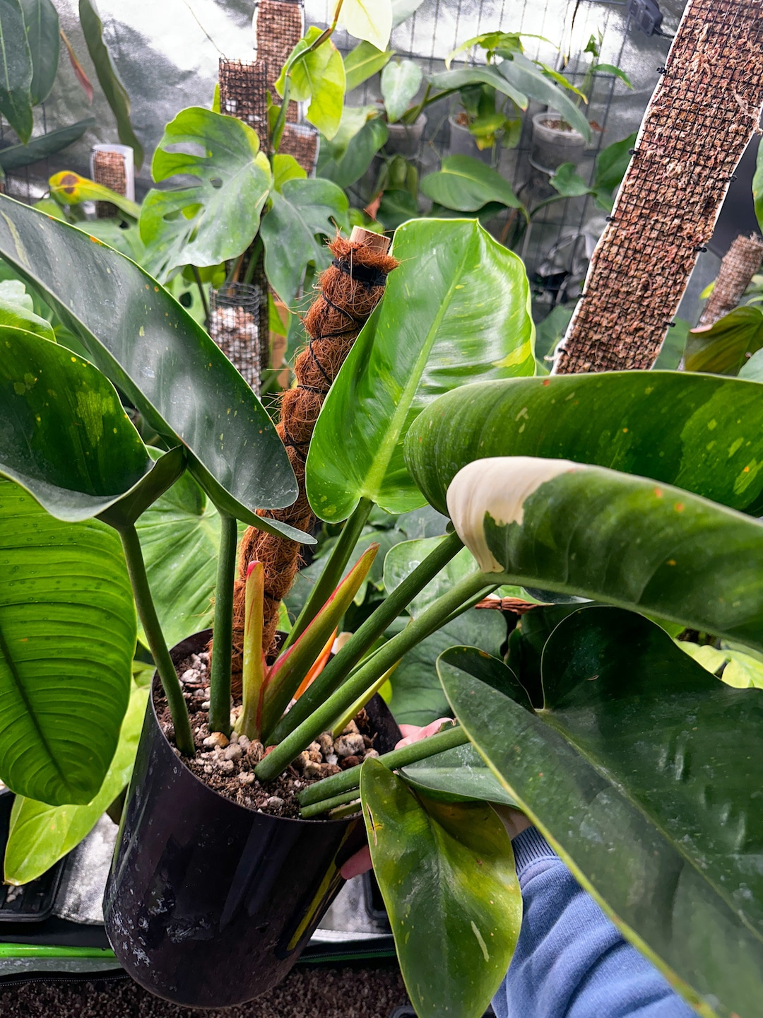 Philodendron OG Green Congo Variegated - Etsy