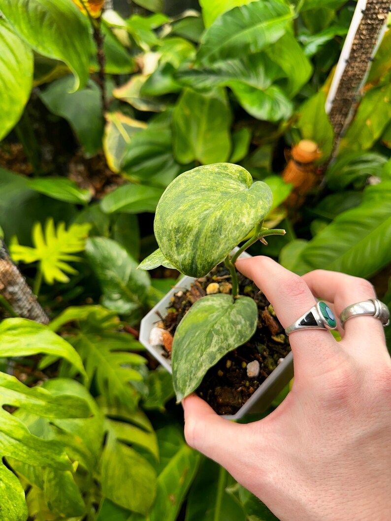 Scindapsus Jade- Mint Variegated Cutting Rooted - Etsy