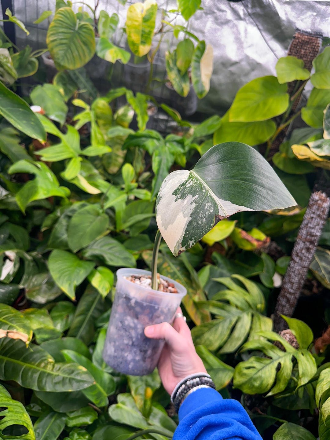 High Color Monstera Albo Rooted Cut - Etsy