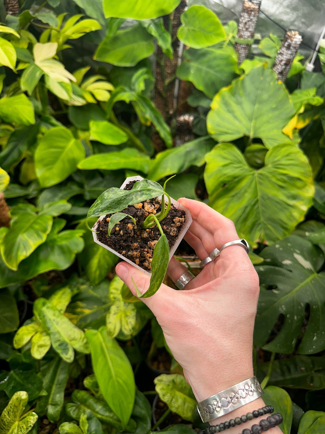 Philodendron Mottled Dragon - Etsy
