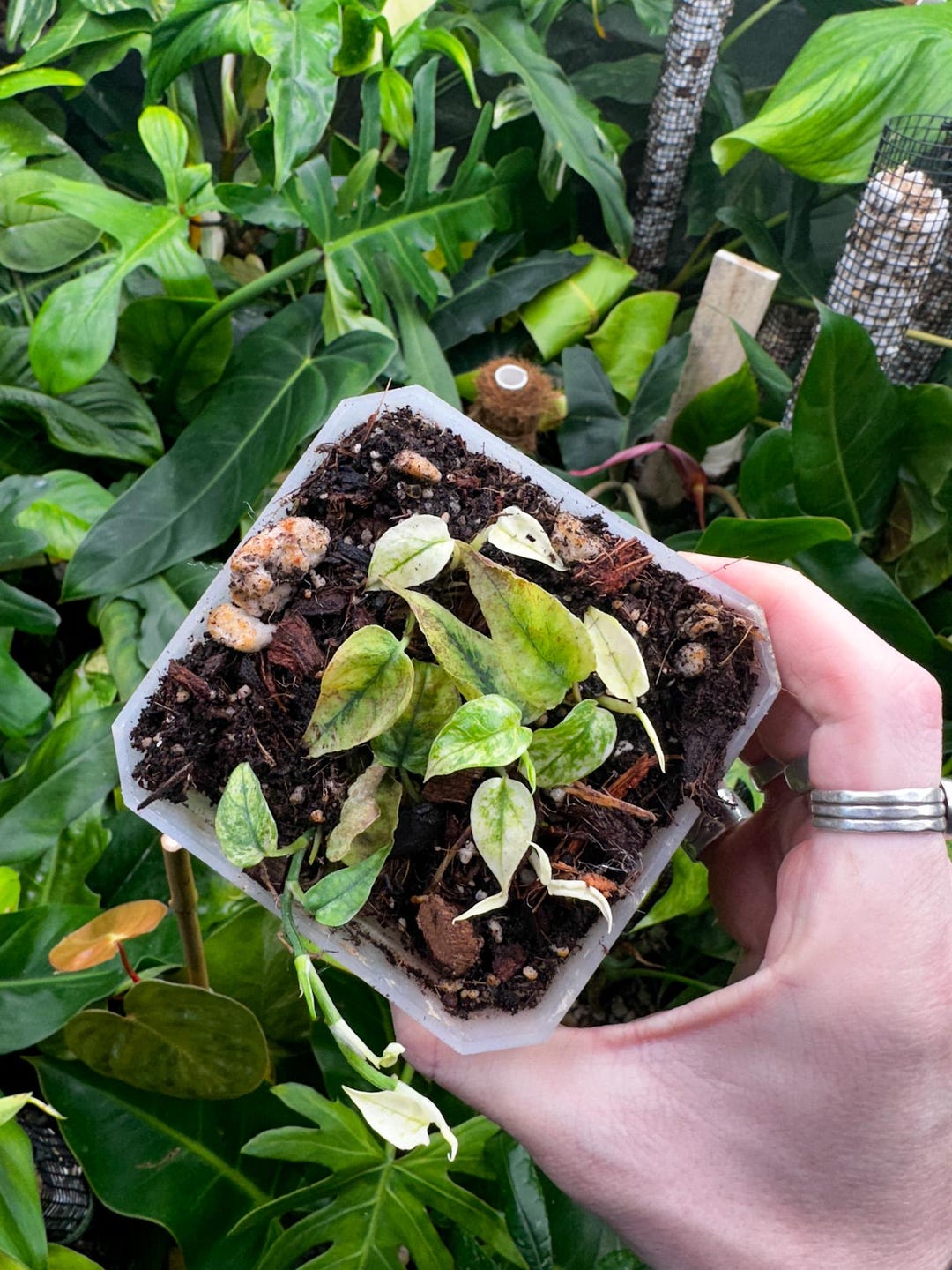 Epipremnum Pinnatum cebu Blue Ghost Variegated - Etsy