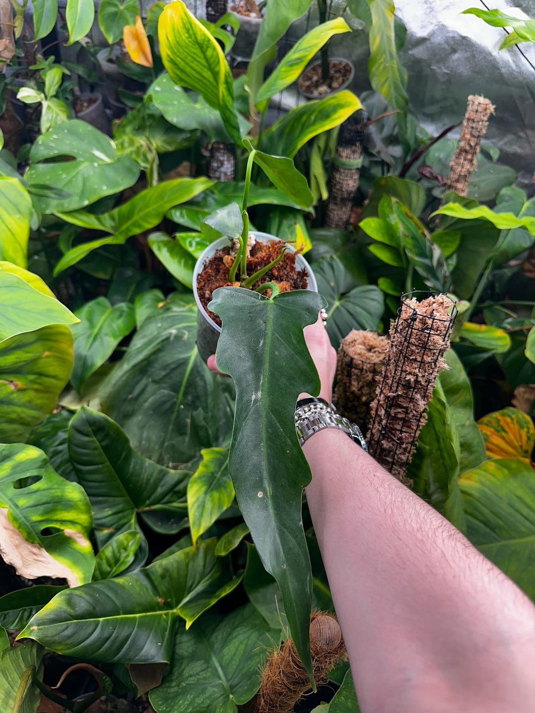 Philodendron Spiritus Santi X Philodendron Tortum Sp - Etsy