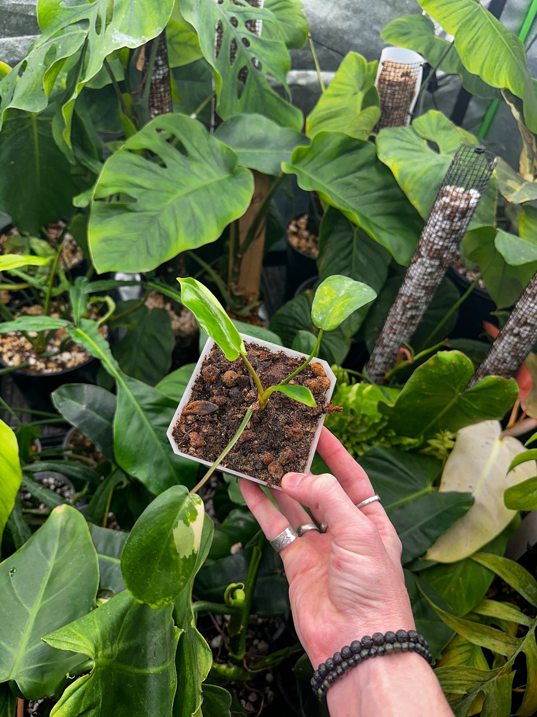 Philodendron Beauty Florida Reverted Plant - Etsy