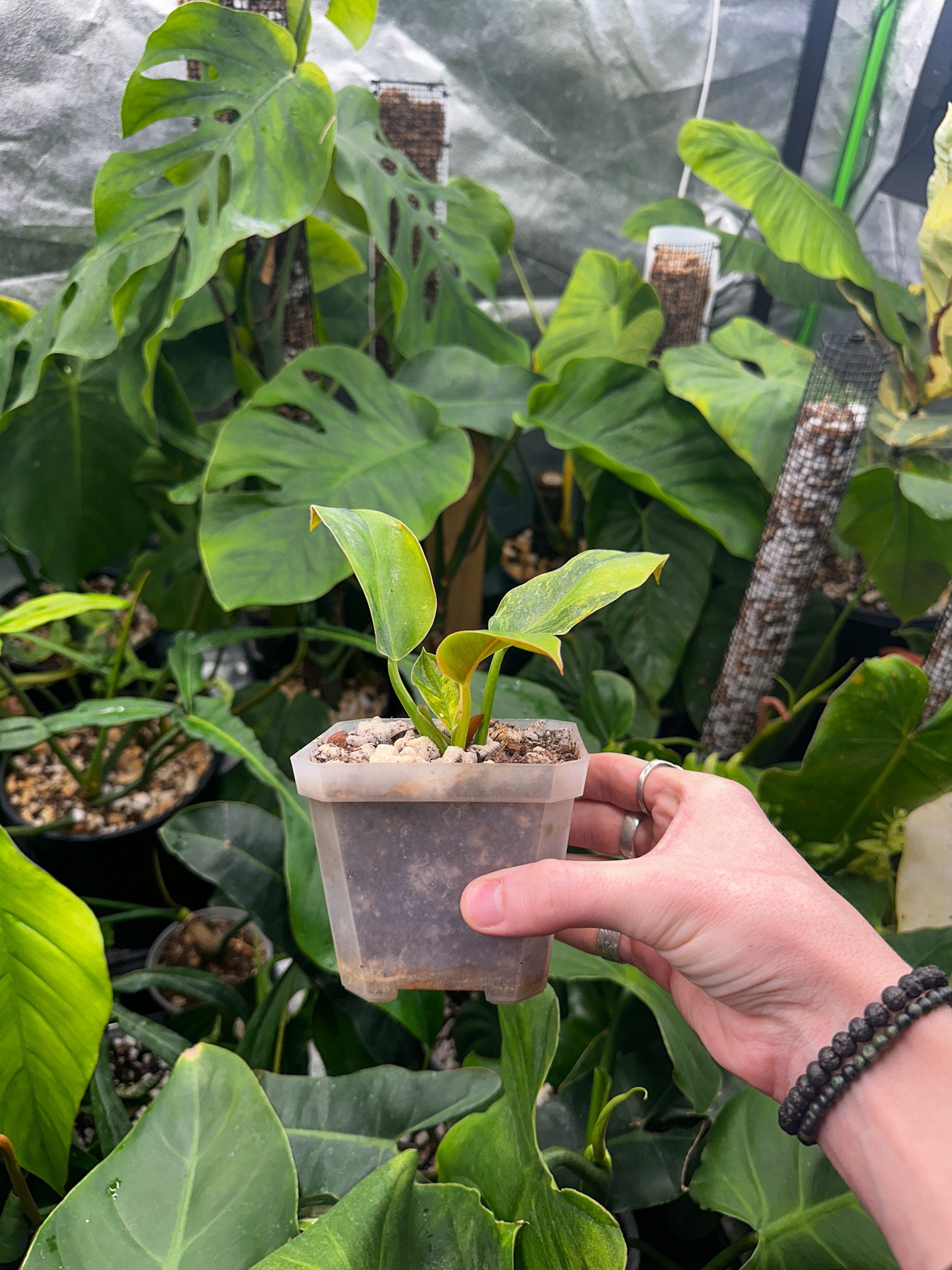 Philodendron Green Congo Nuclear - Etsy