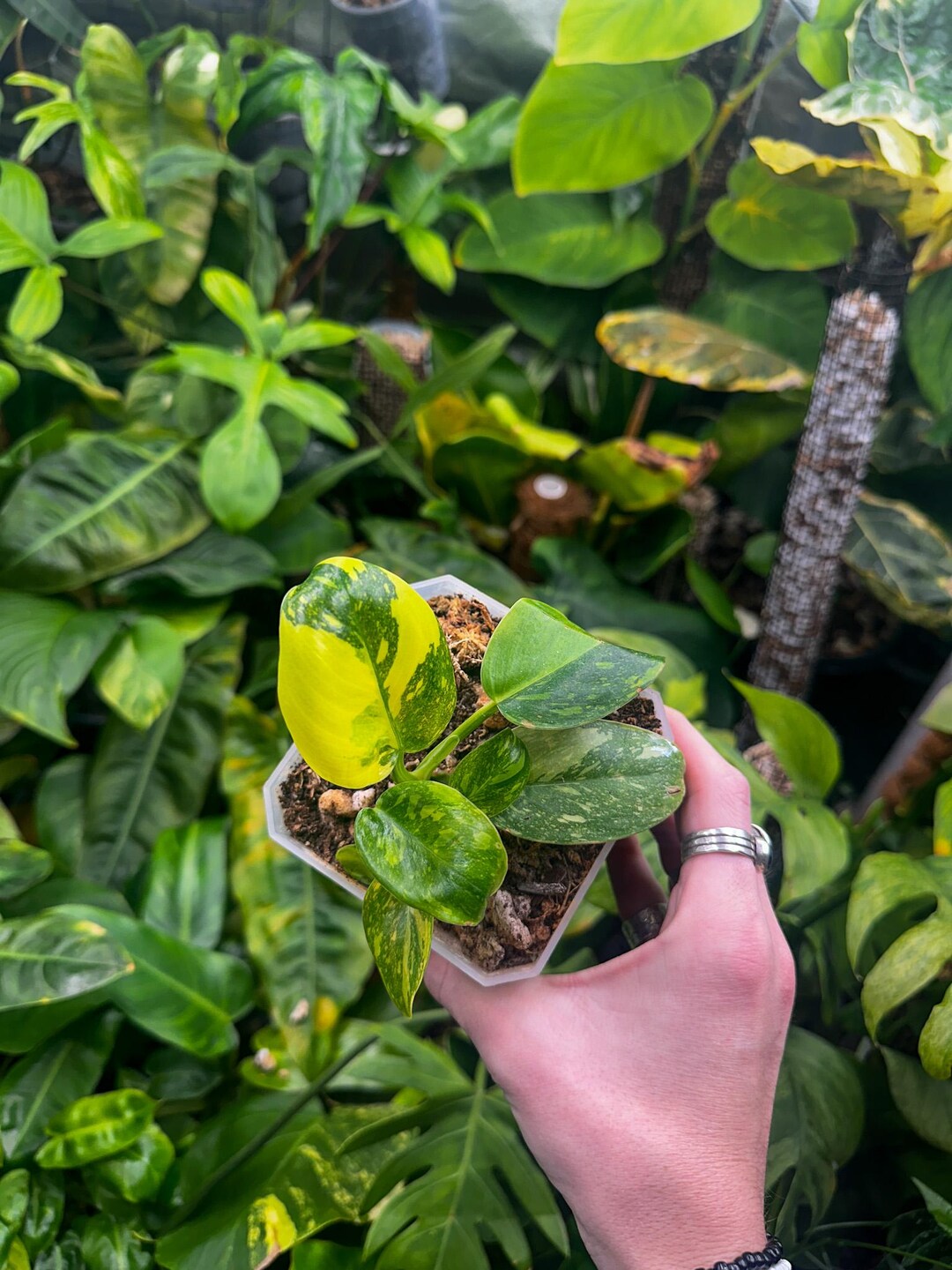 Philodendron Green Congo Nuclear - Etsy