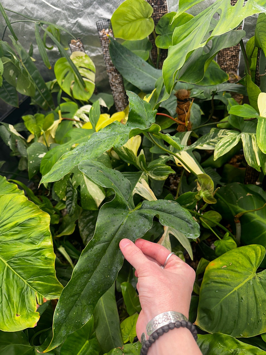 Philodendron Delinksii - Etsy