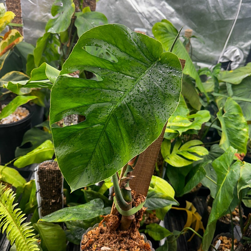 Monstera Dubia - Etsy