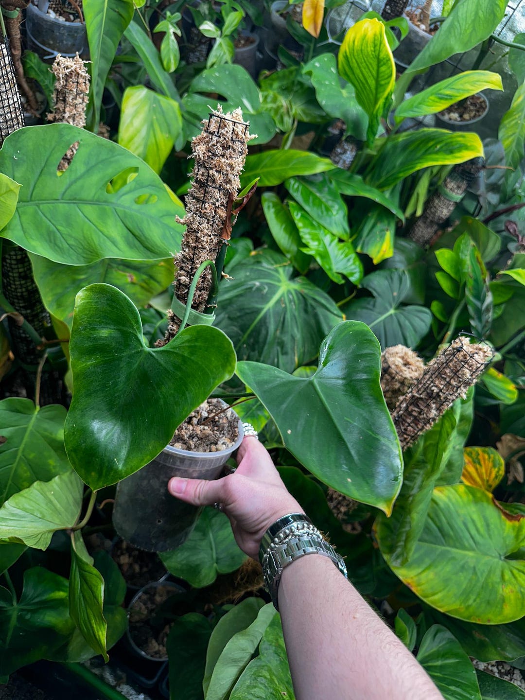 Philodendron Microstictum - Etsy