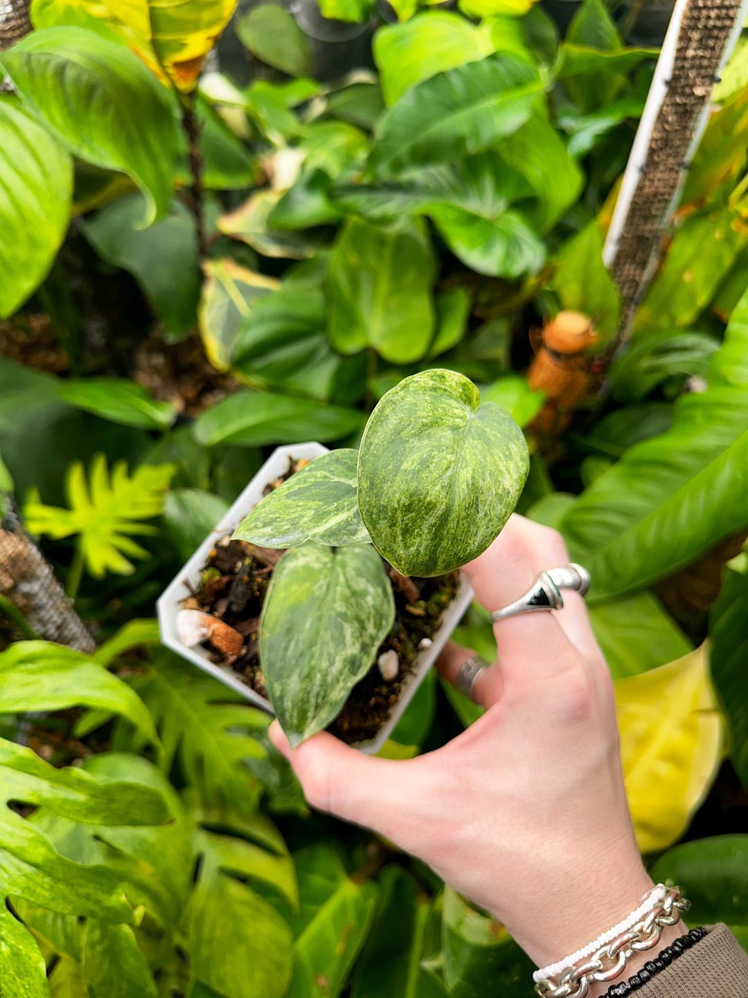 Scindapsus Jade- Mint Variegated Cutting Rooted - Etsy