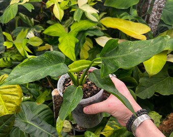 Philodendron Mottled Dragon - Etsy