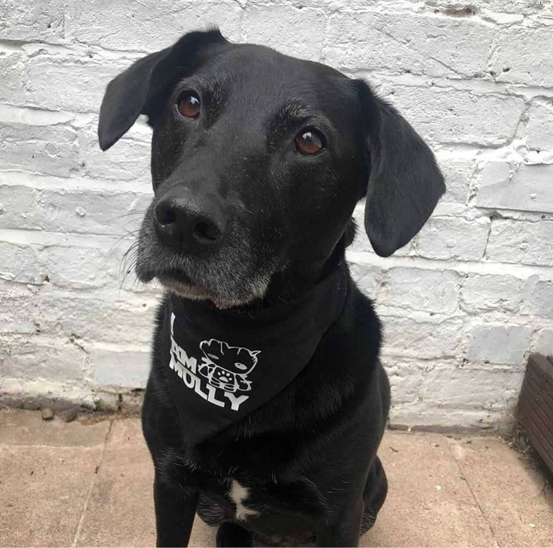 I Am Groot Guardians of the Galaxy Personalised Over the Collar Style ...