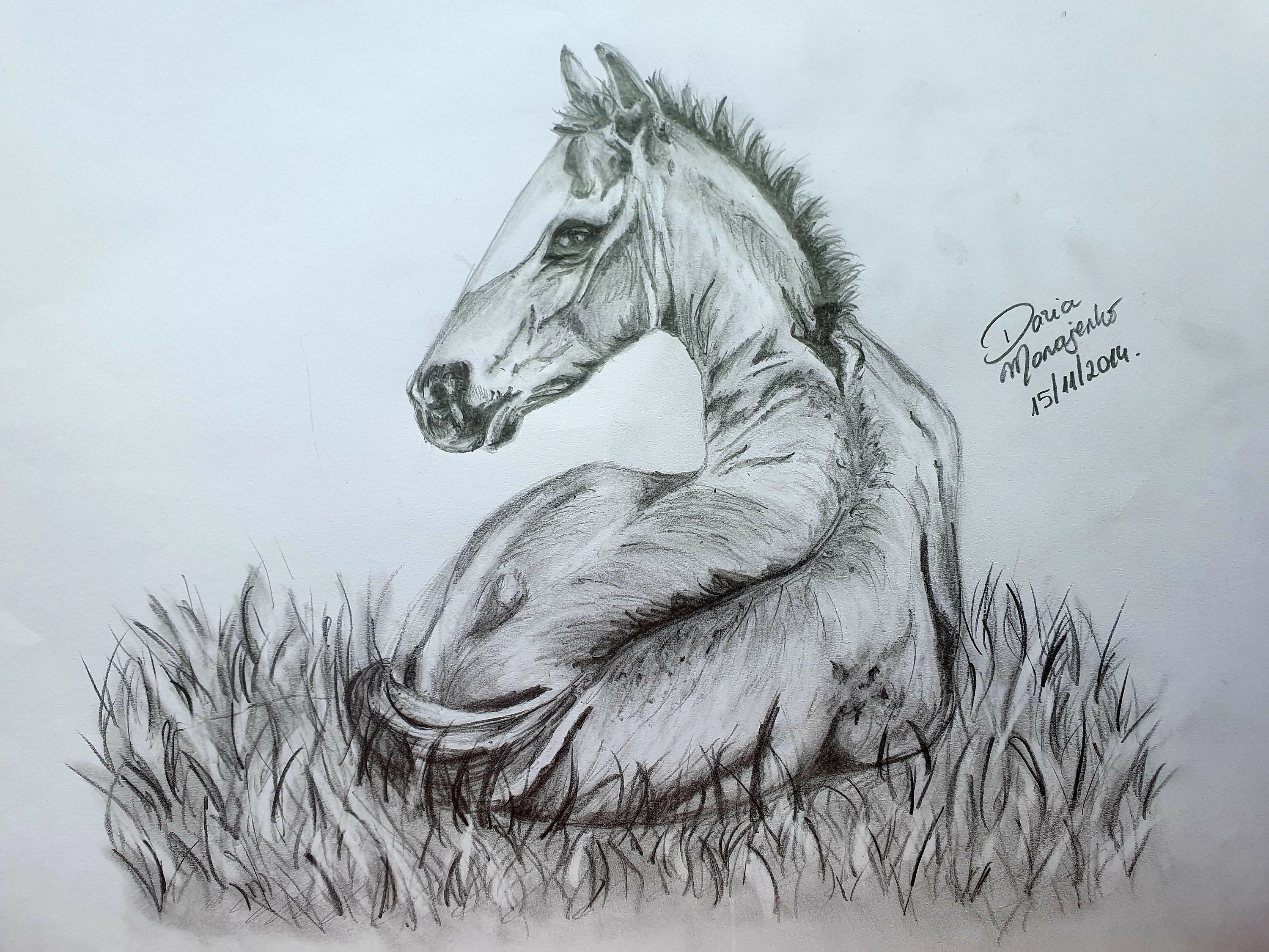Horse Foal Drawing