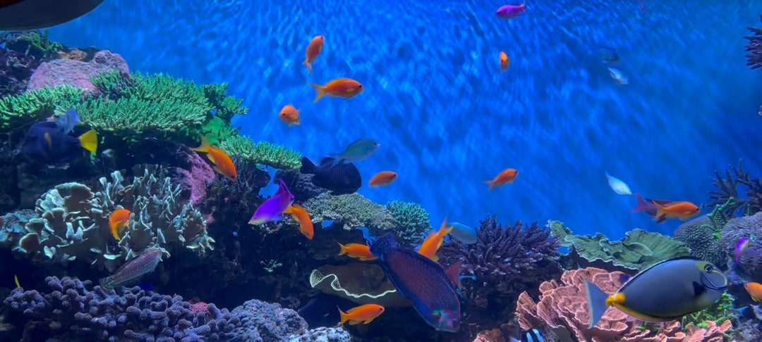 Calm and Relaxing Peaceful Computer Video Screen Saver Fish Tank ...