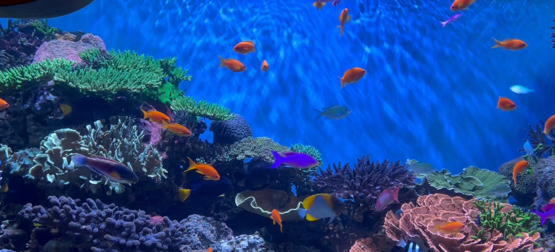 Calm and Relaxing Peaceful Computer Video Screen Saver Fish Tank ...