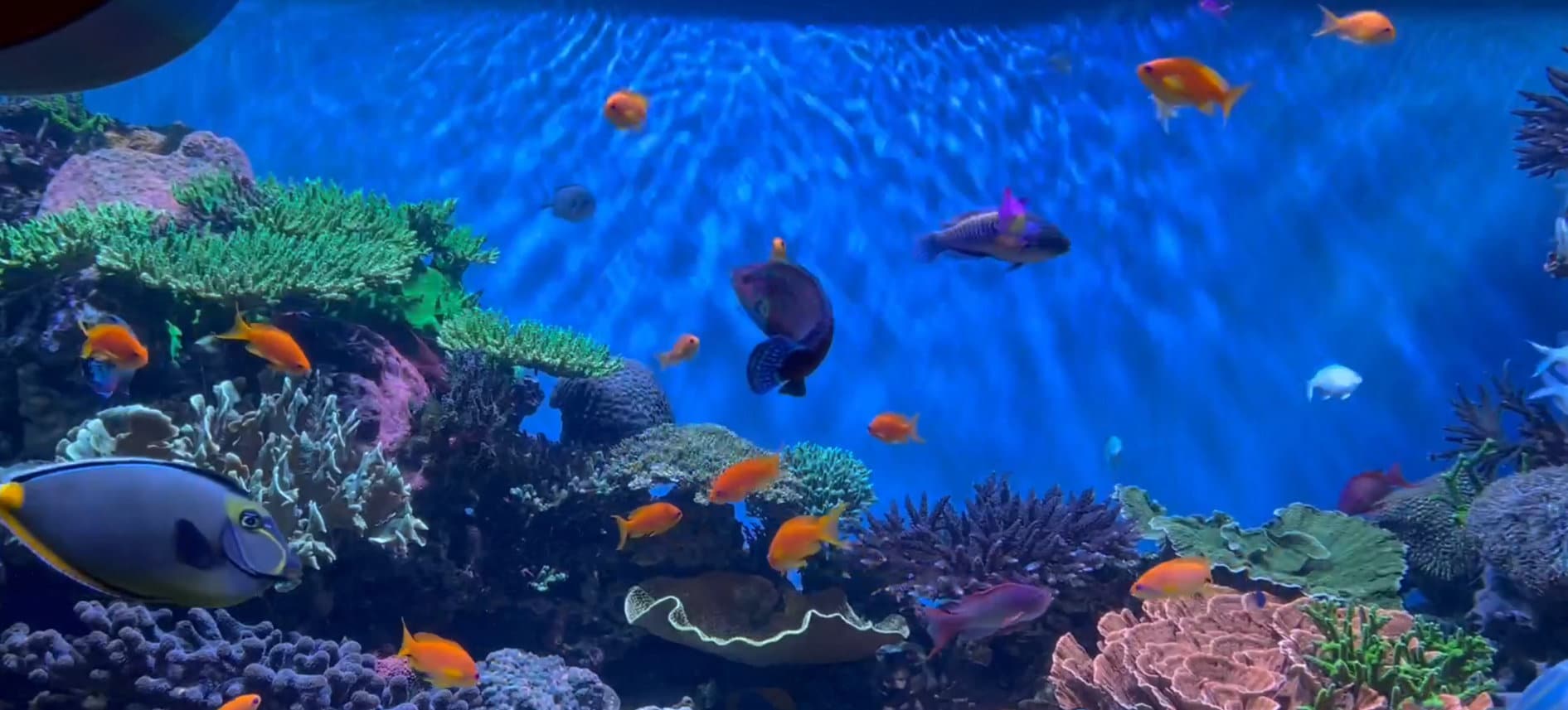 Calm and Relaxing Peaceful Computer Video Screen Saver Fish Tank ...