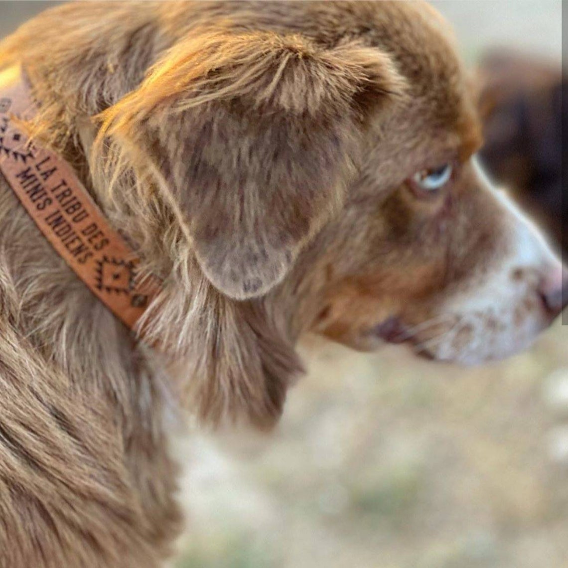 Dog neck band with name. Custom pet id. Engraved dog collar. | Etsy