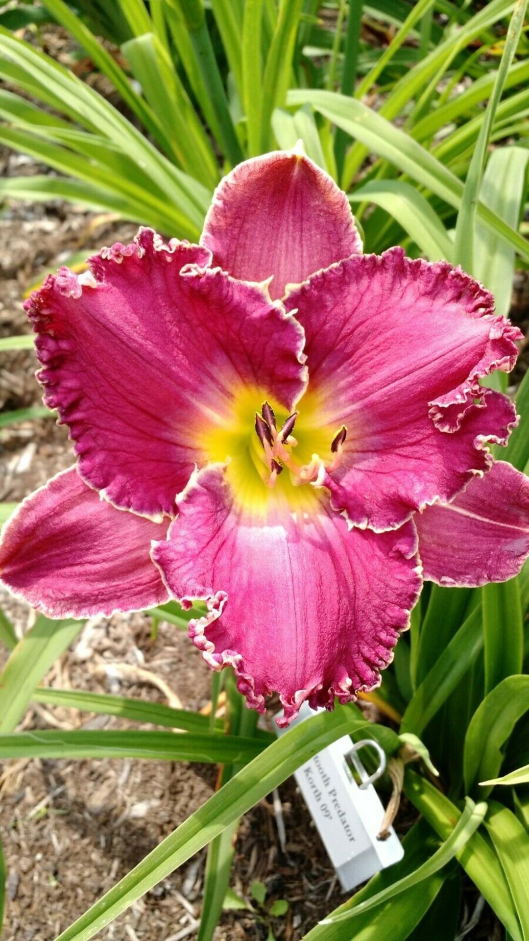 Sawtooth Predator Daylily Live Plant 2 Fans Perennial Flower - Etsy